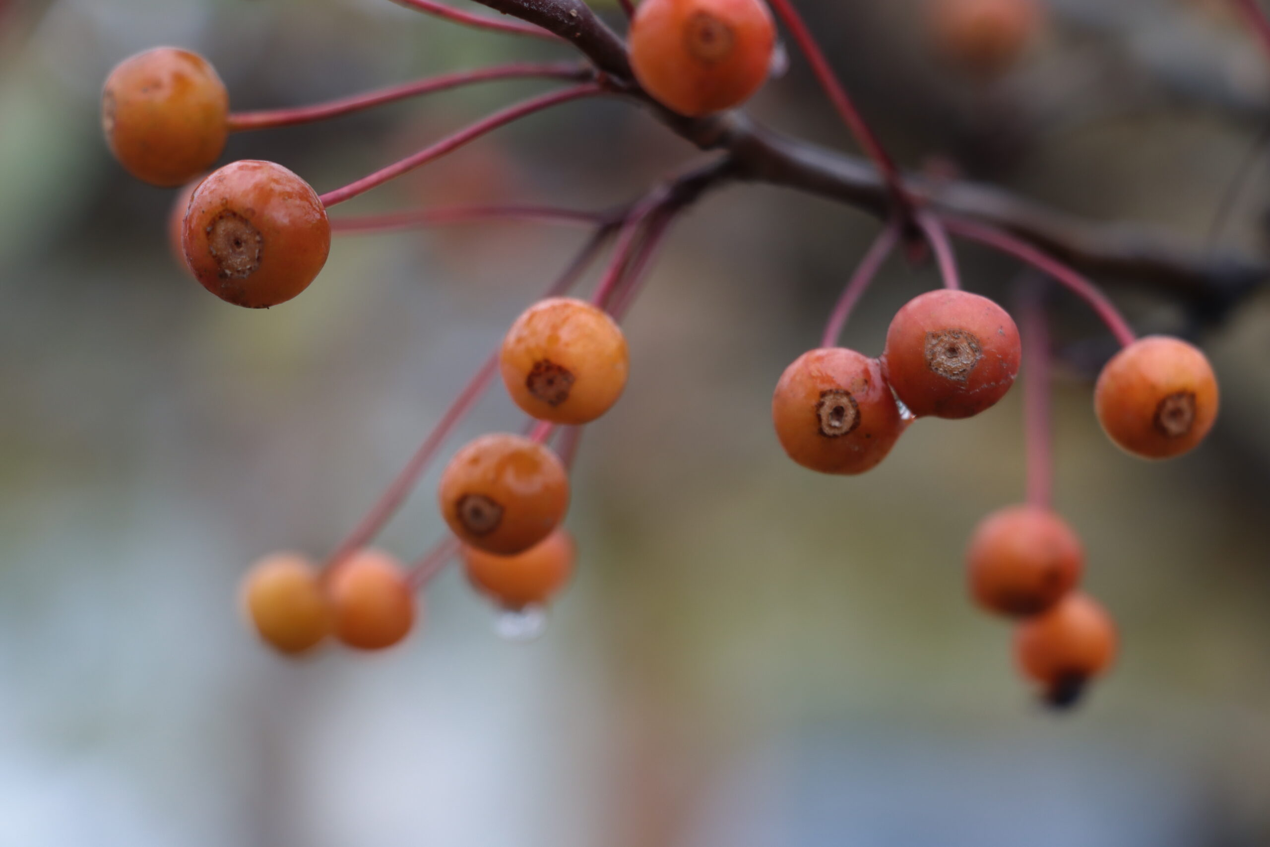 Volunteer Newsletter October 2022 - Upper Valley Haven