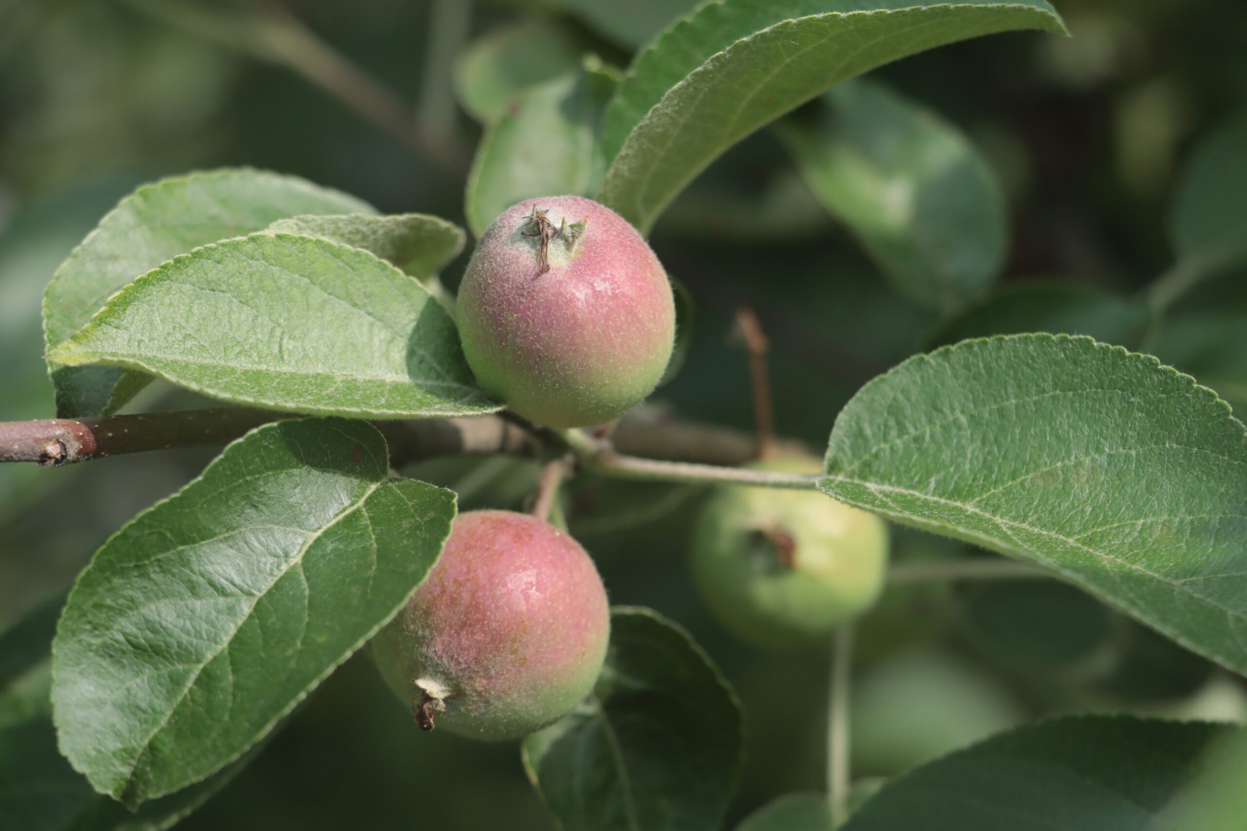 UVH Garden - June 2023 - Upper Valley Haven